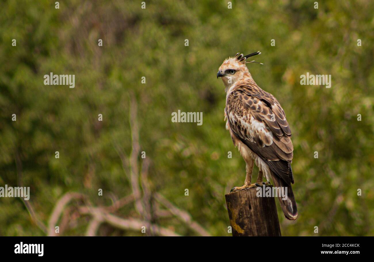 Changeable Hawk Eagle Stock Photo - Alamy