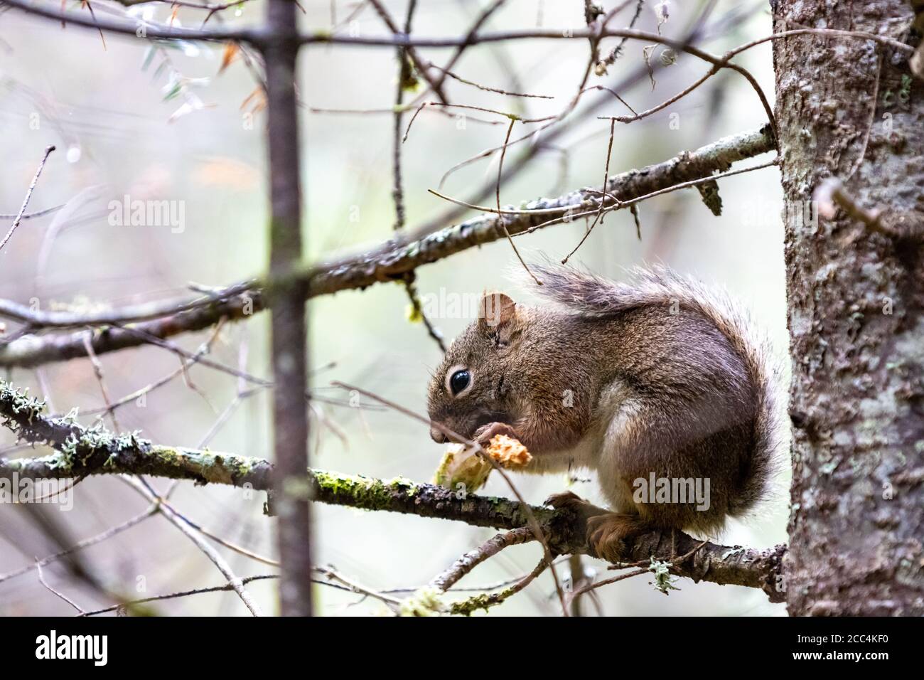 North American Red Squirrel eating on branch Stock Photo - Alamy