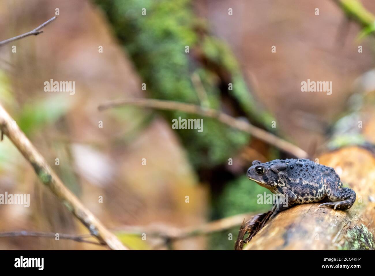 American Toad sitting on fallen tree on forest floor Stock Photo - Alamy