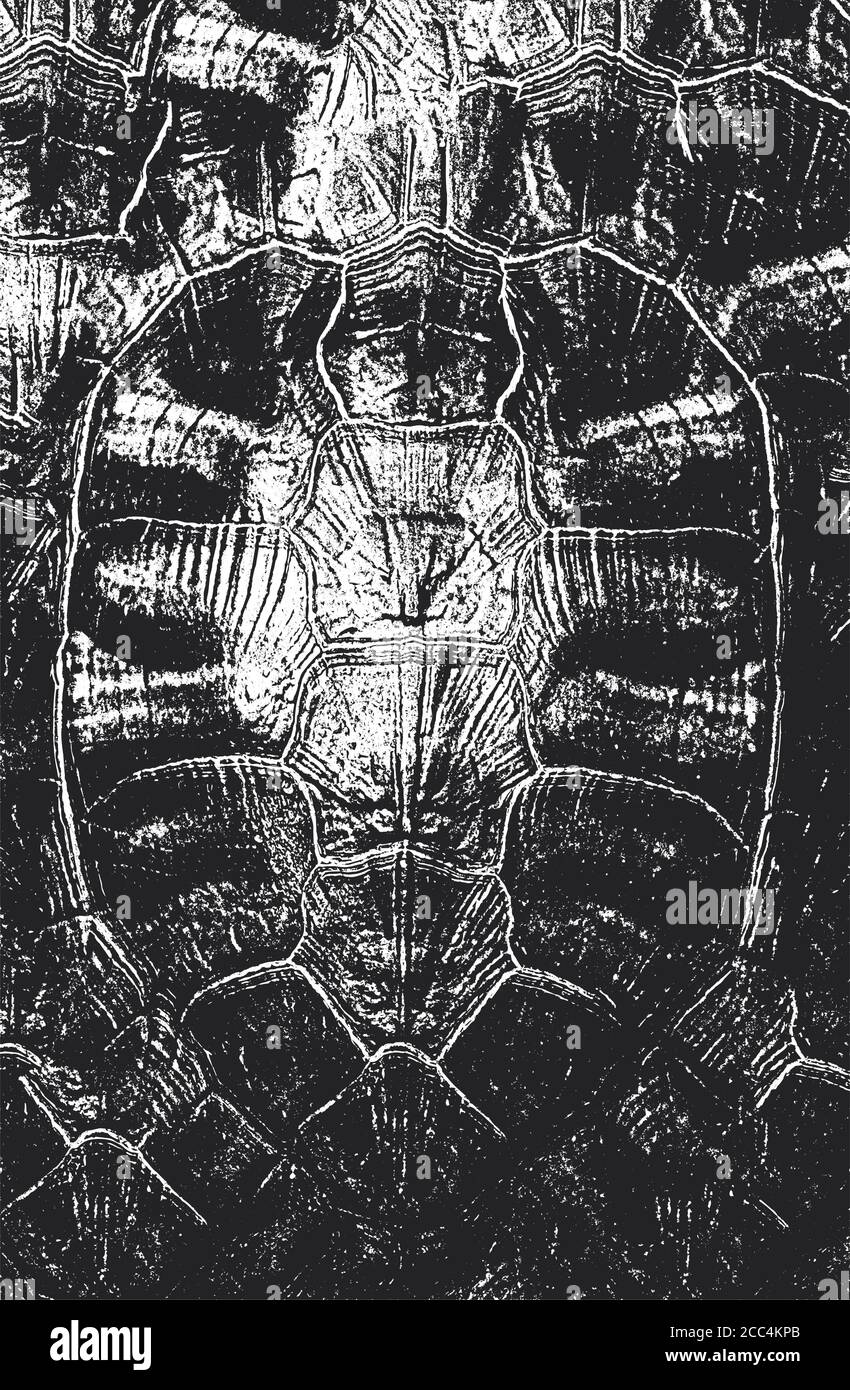 Old turtle vector hi-res stock photography and images - Alamy