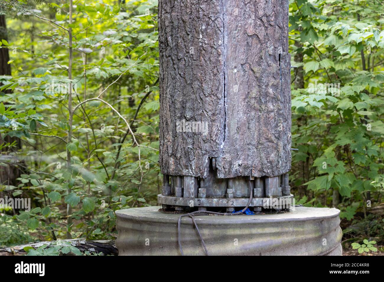 Base of cell tower disguised as tree in rural area Stock Photo - Alamy