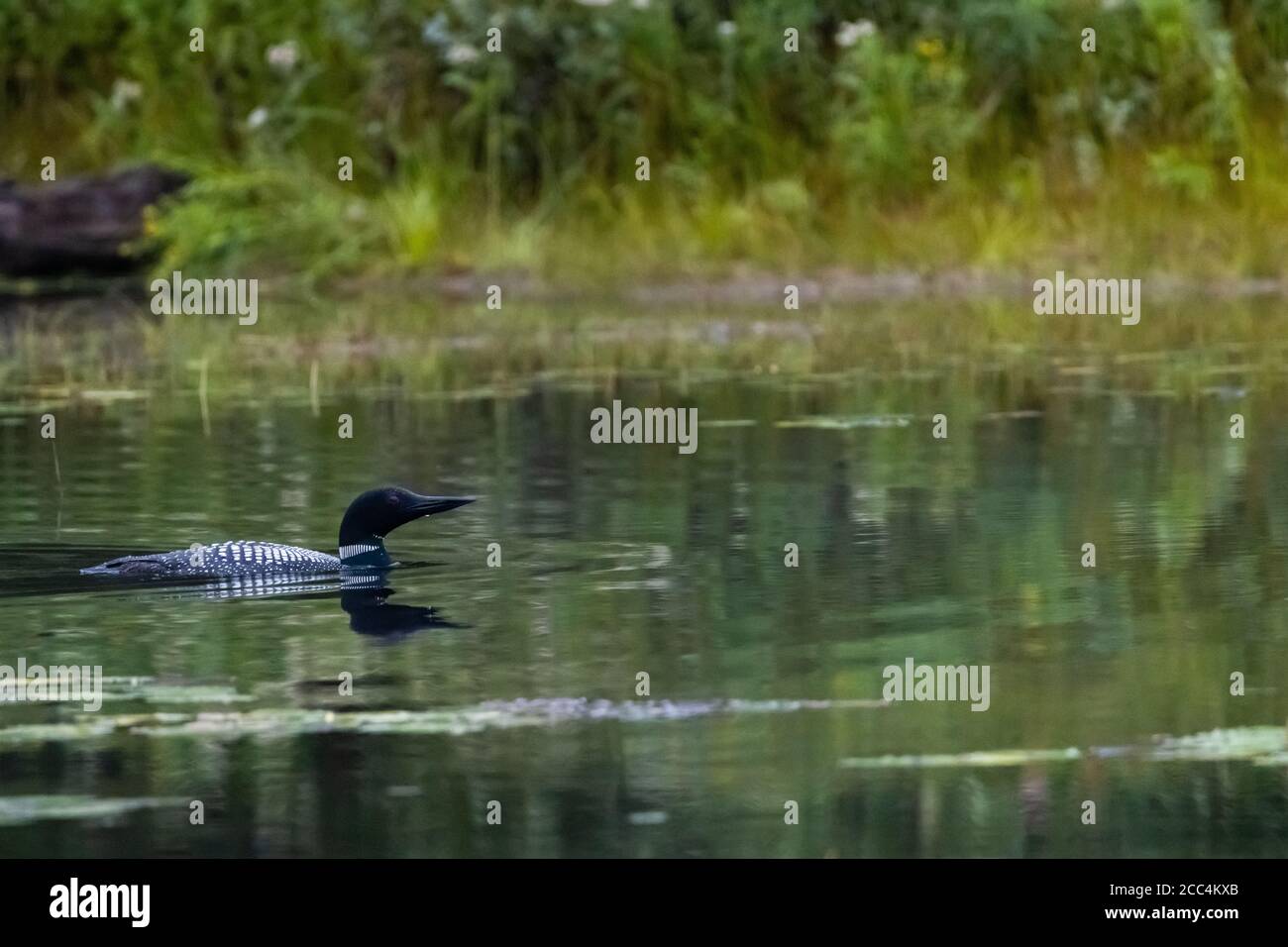 Common Loon swimming in Canadian lake Stock Photo - Alamy
