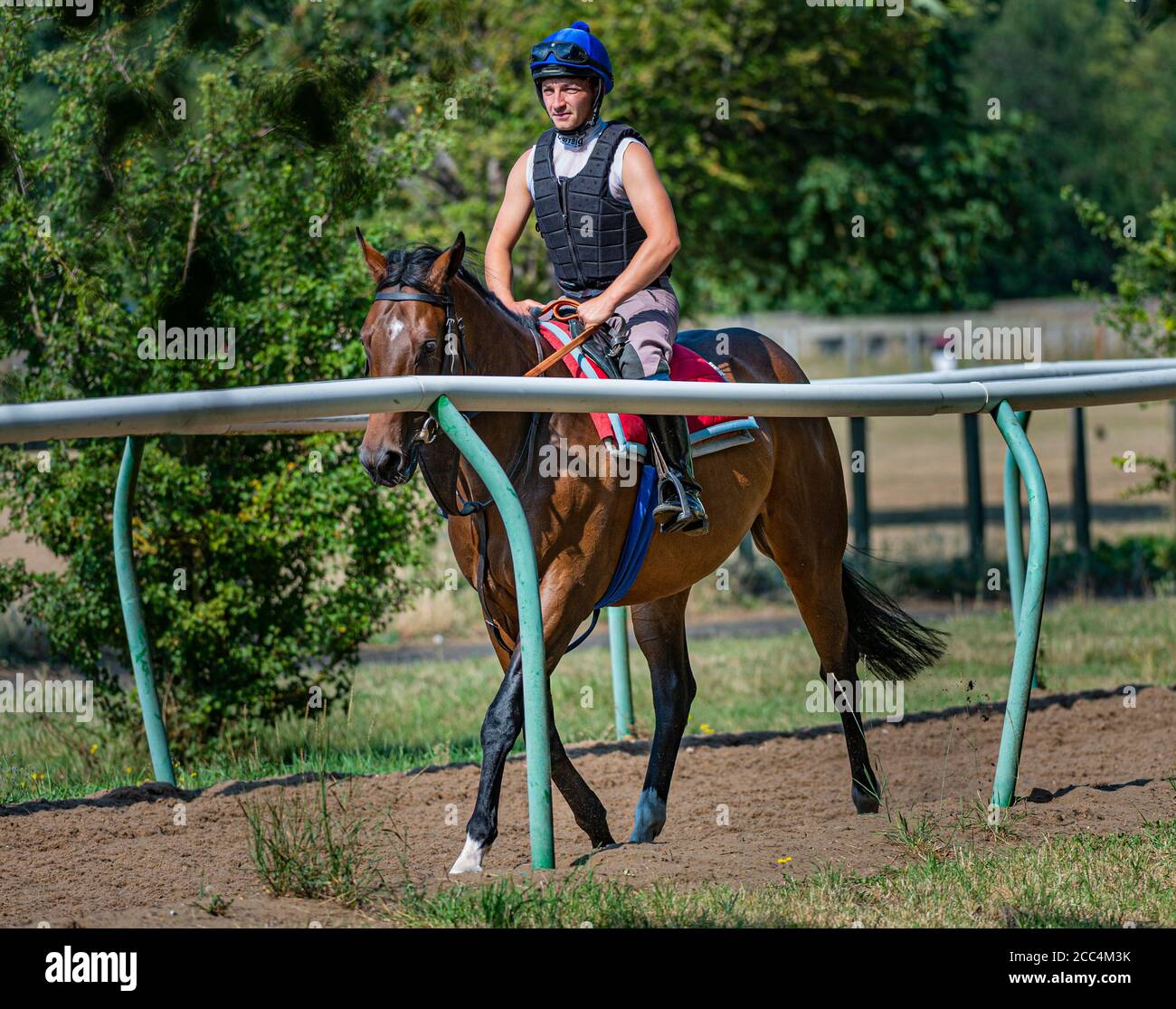The Severals, Newmarket, Suffolk, England, UK – Race horse on early ...