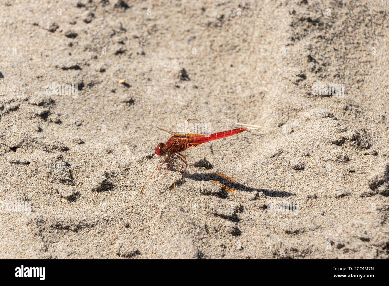 dragonfly in sand on a French beach Stock Photo - Alamy