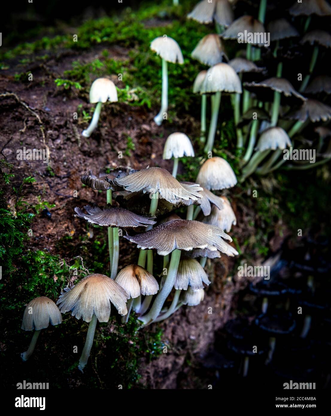 Toadstools Forest Uk High Resolution Stock Photography and Images - Alamy