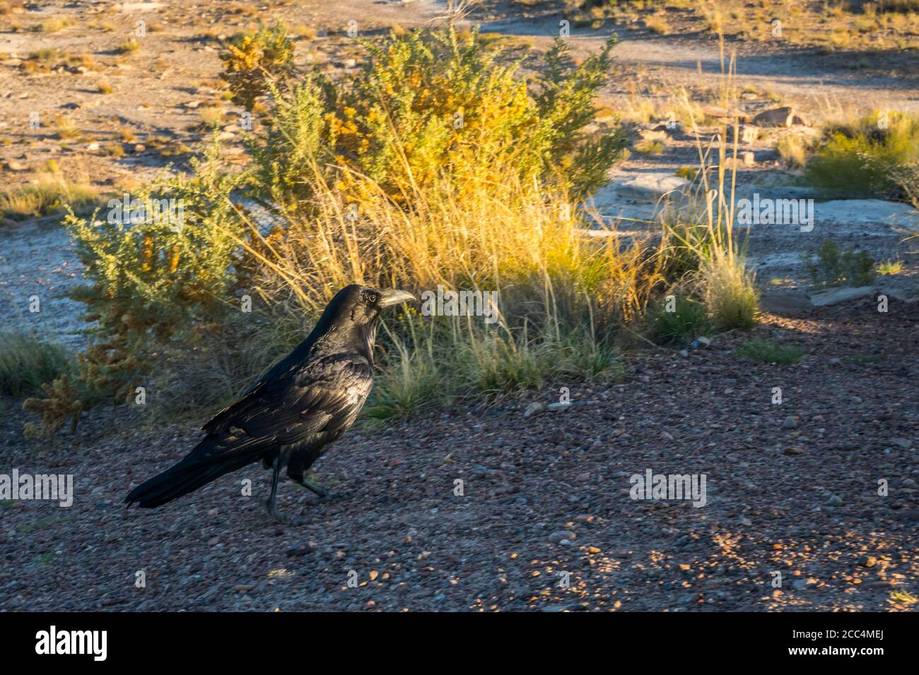 Common Raven in Petrified Forest National Park, Arizona Stock Photo - Alamy
