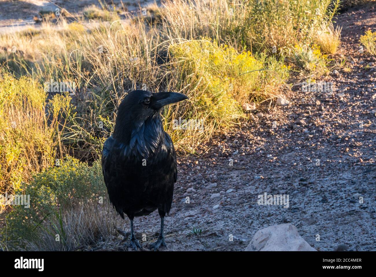 Common Raven in Petrified Forest National Park, Arizona Stock Photo - Alamy