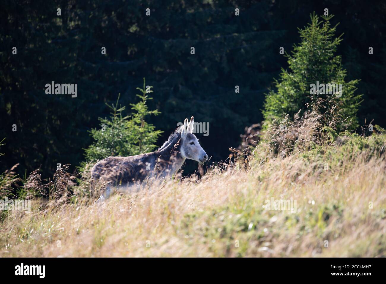 Adorable grey donkey in the high grass meadow Stock Photo - Alamy