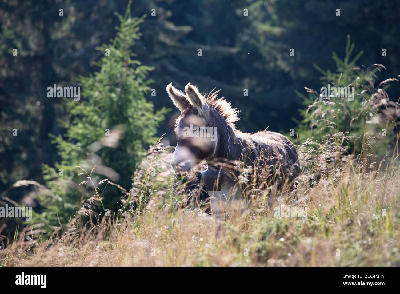 Adorable grey donkey in the high grass meadow Stock Photo - Alamy