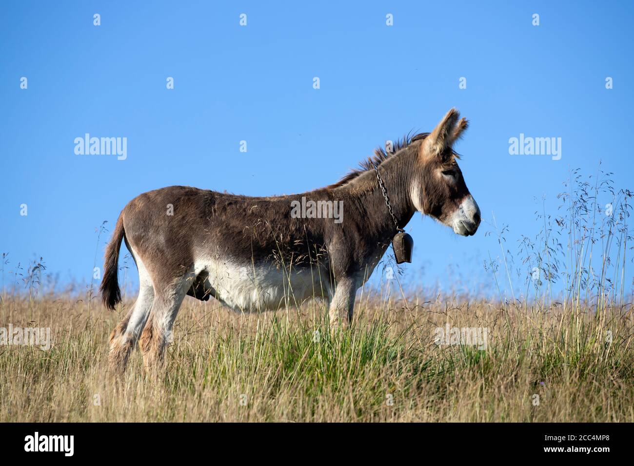 Adorable grey donkey in the high grass meadow Stock Photo - Alamy