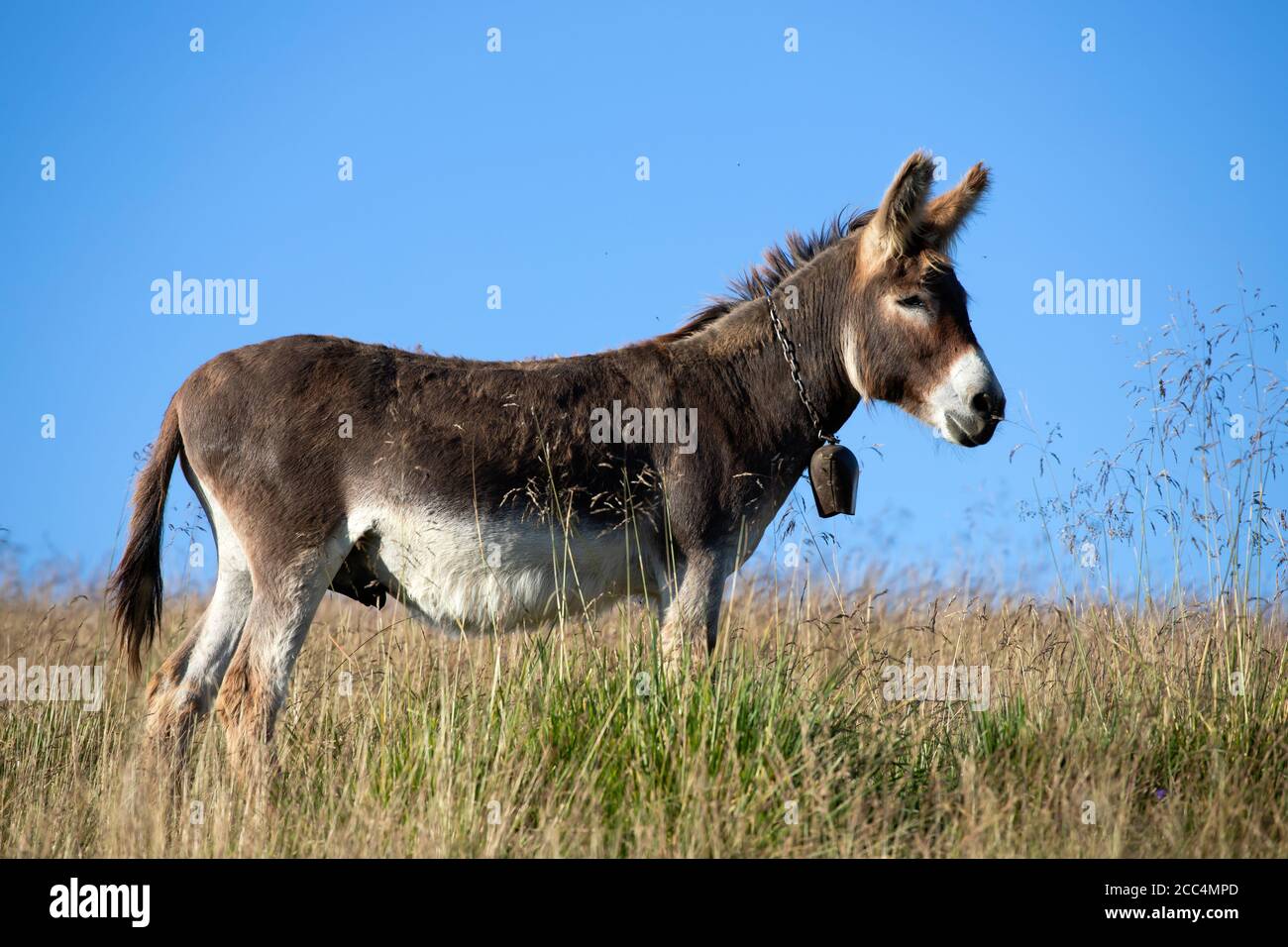 Adorable grey donkey in the high grass meadow Stock Photo - Alamy