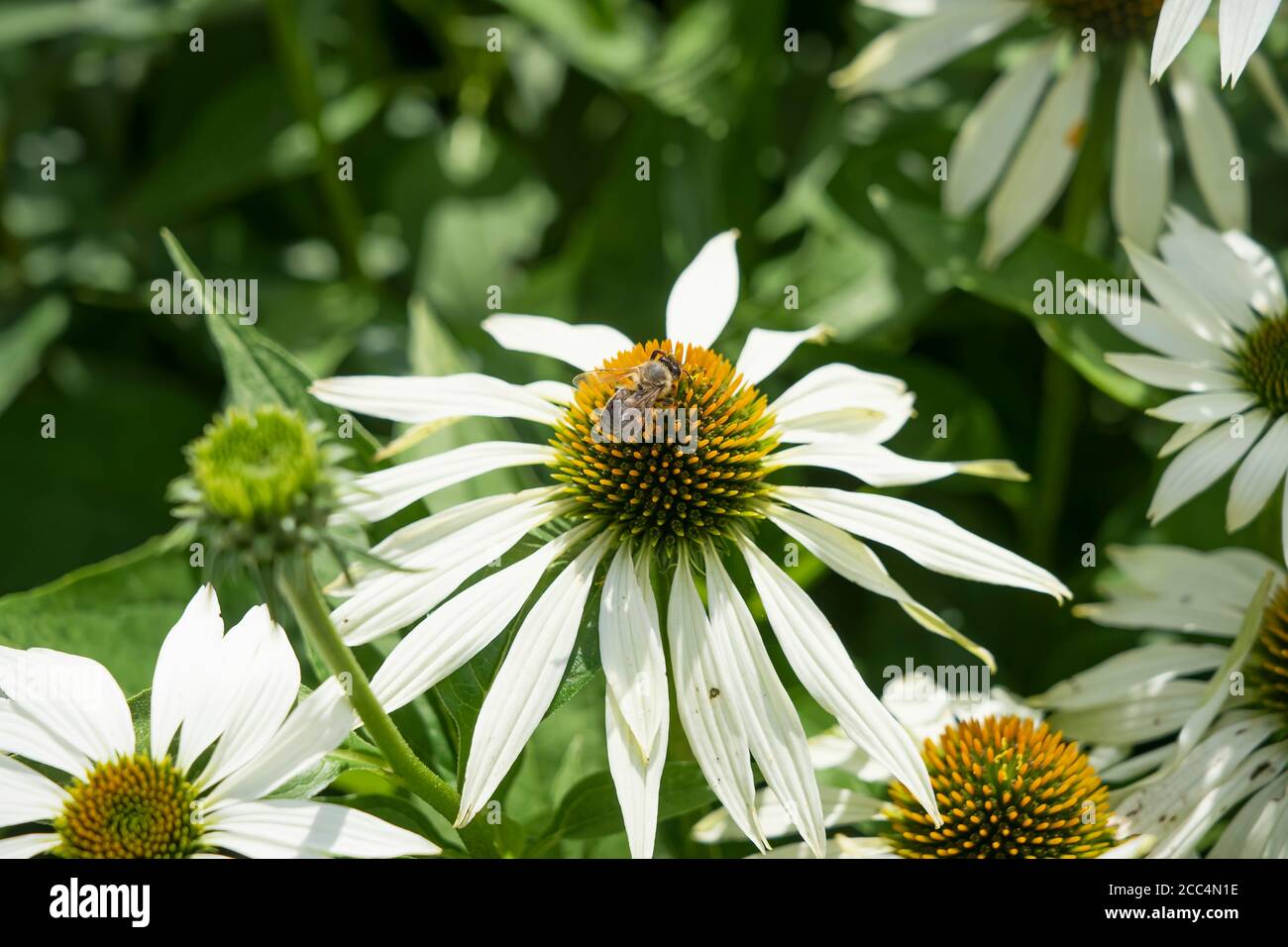 Echinacea flower leaves hi-res stock photography and images - Alamy