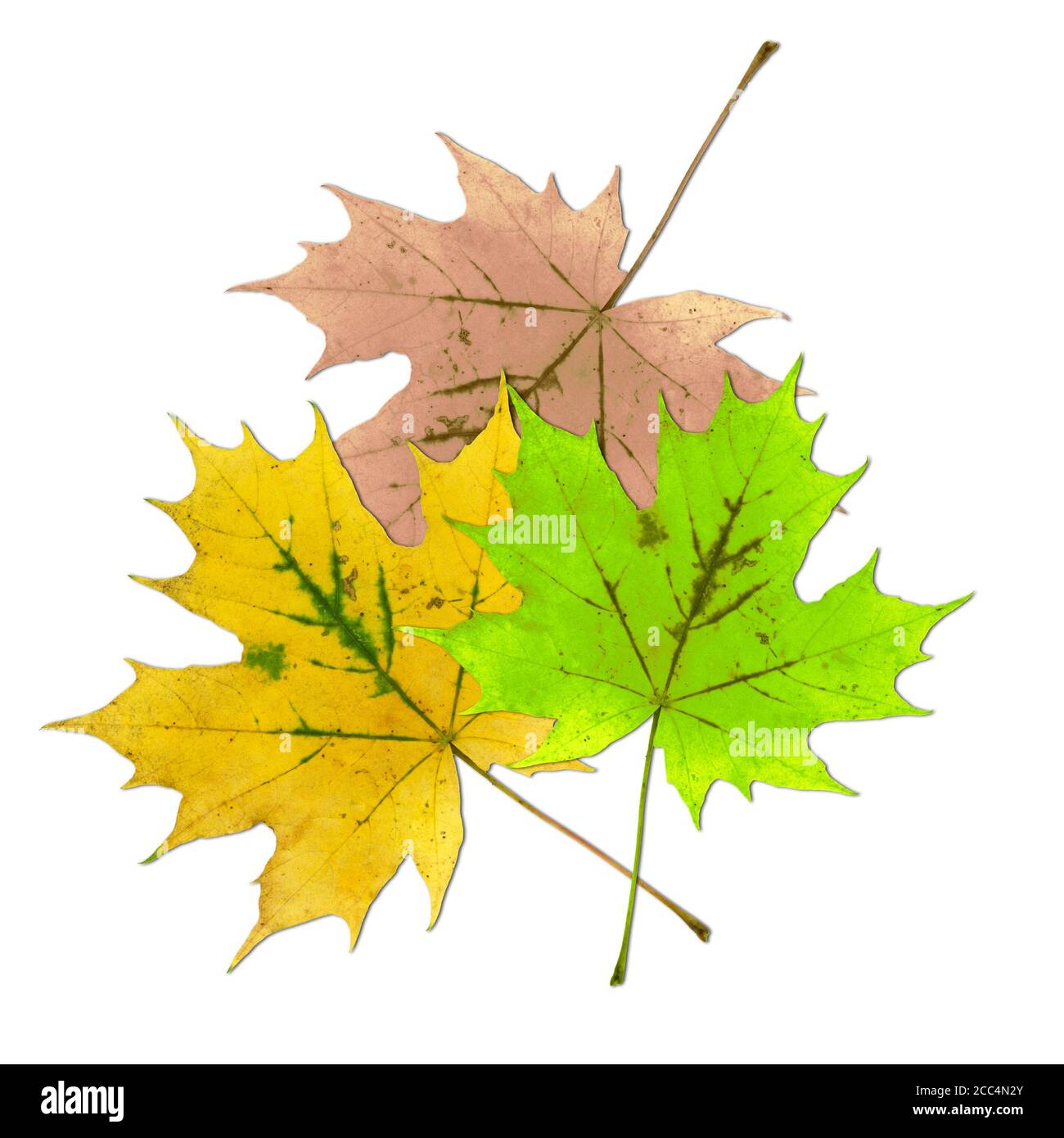 Three golden leaves white hi-res stock photography and images - Alamy
