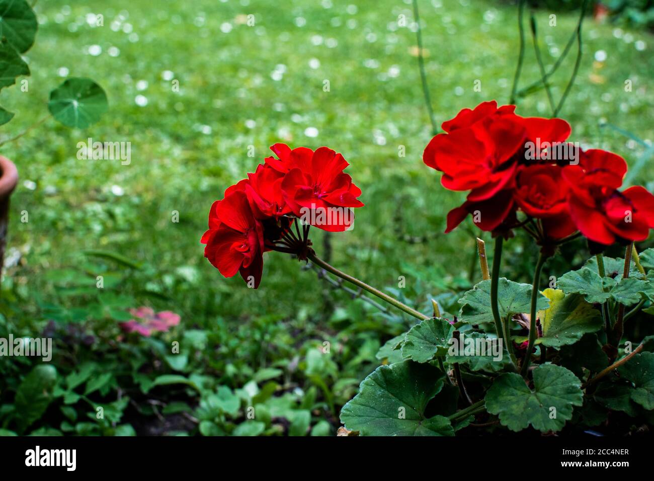 British Garden during the summer in London Stock Photo - Alamy