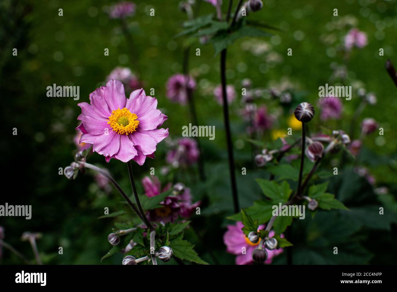 British Garden during the summer in London Stock Photo - Alamy