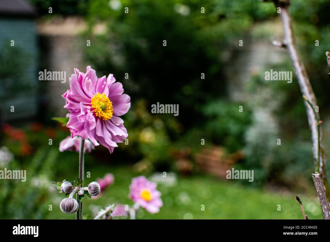British Garden during the summer in London Stock Photo - Alamy
