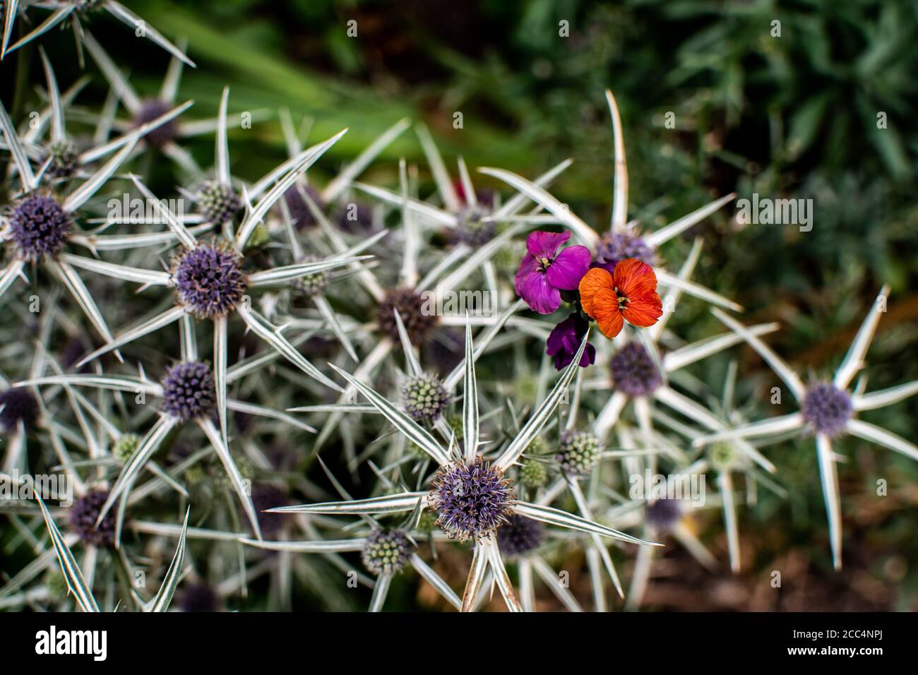 British Garden during the summer in London Stock Photo - Alamy