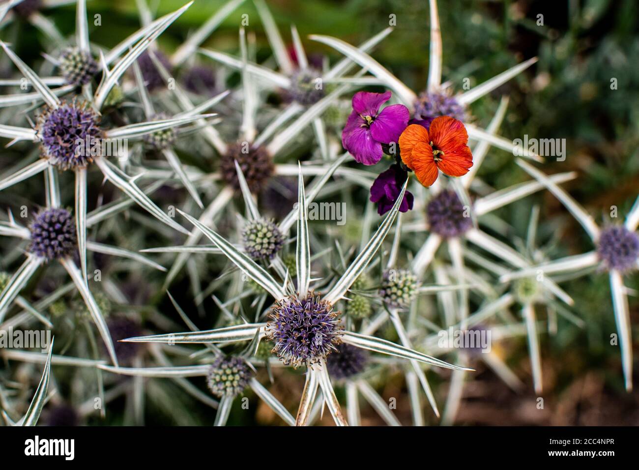 British Garden during the summer in London Stock Photo - Alamy