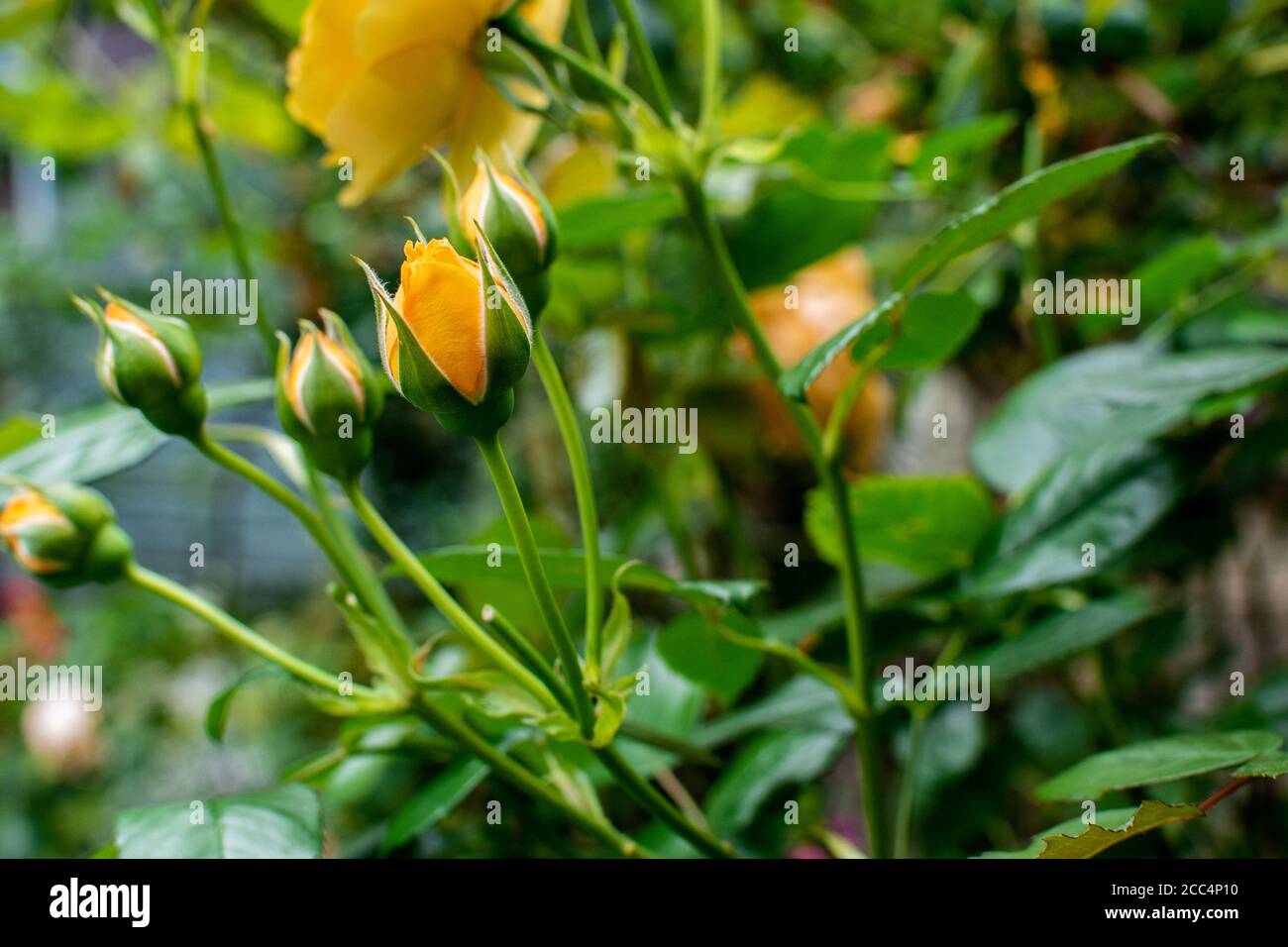 British Garden during the summer in London Stock Photo - Alamy