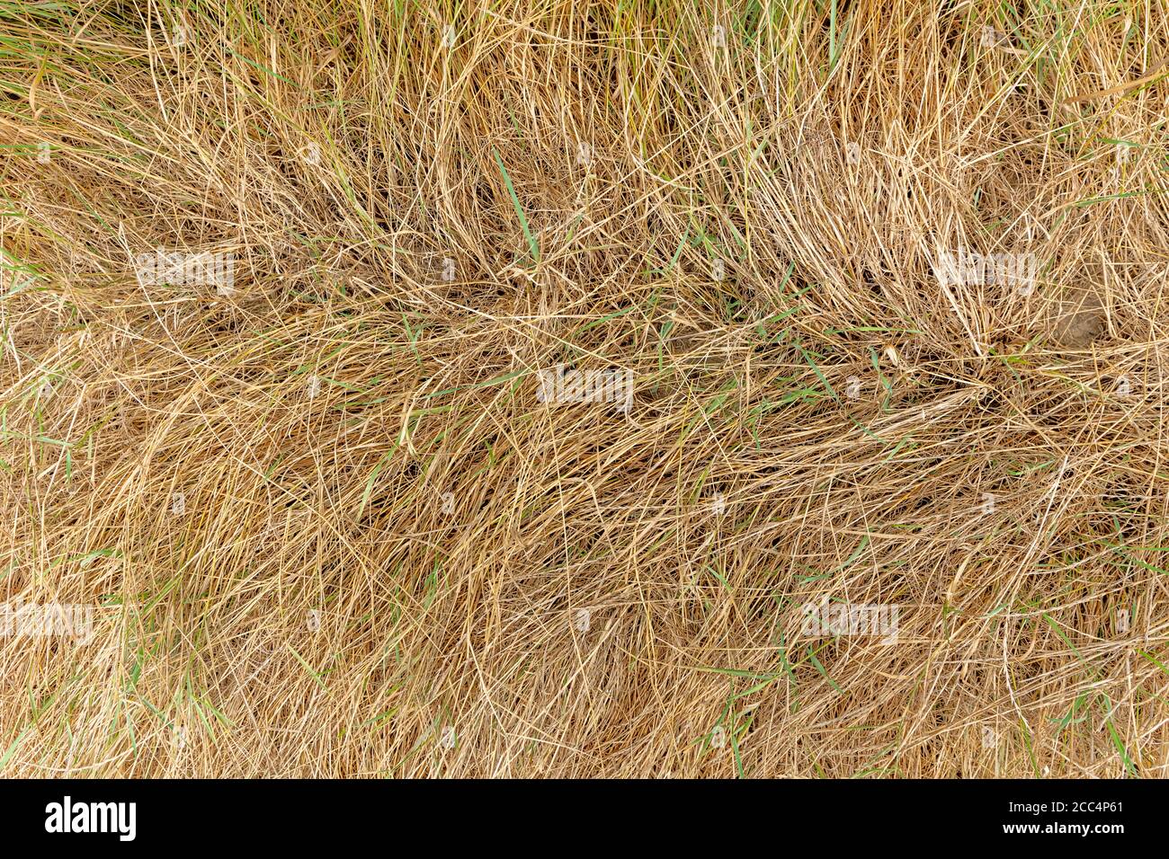 Dry yellow grass with scattered green stalks as a background Stock ...