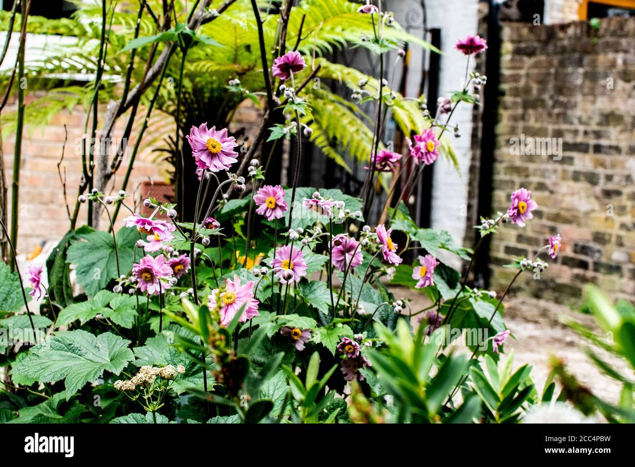 British Garden during the summer in London Stock Photo - Alamy