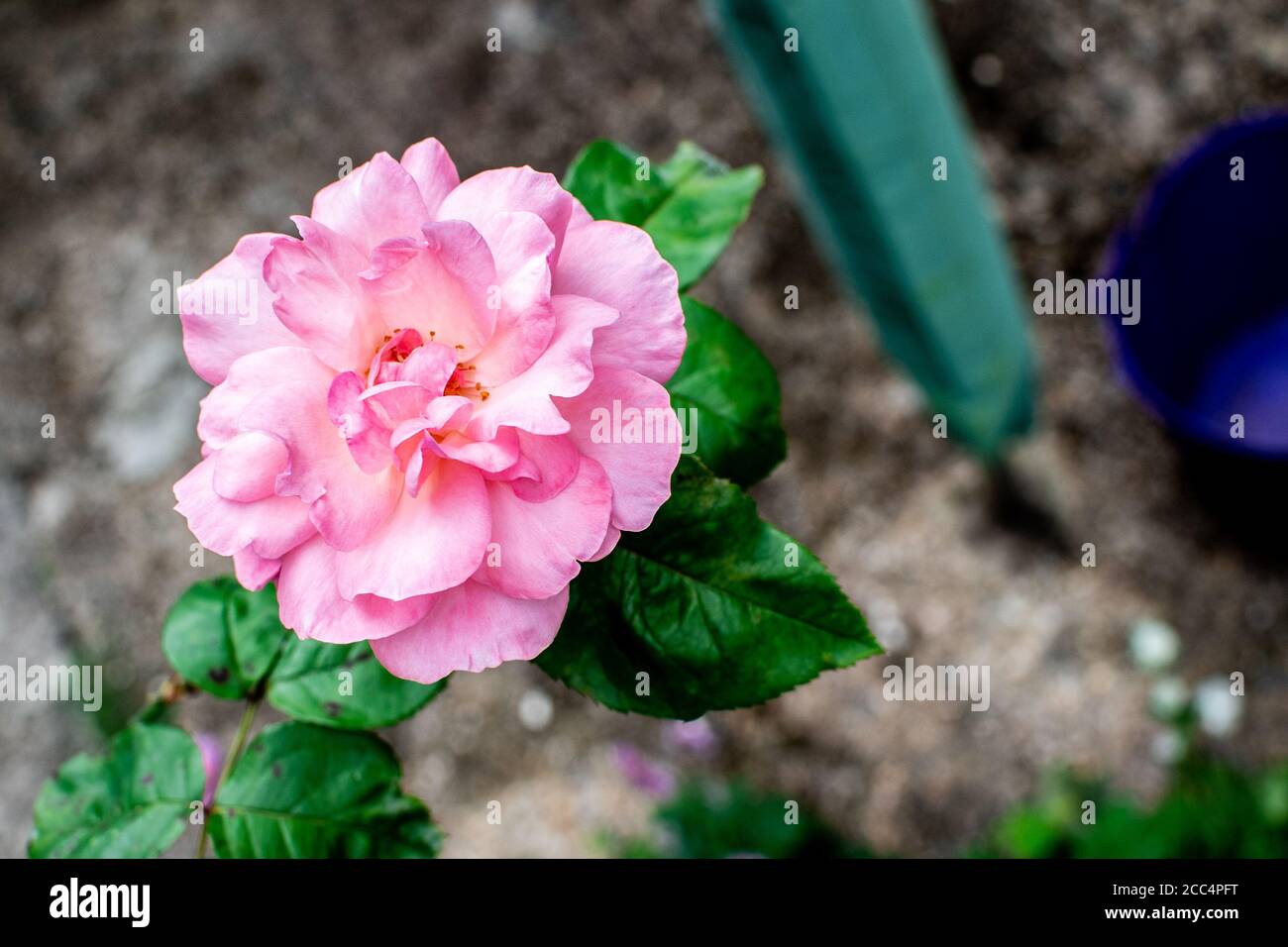 British Garden during the summer in London Stock Photo - Alamy