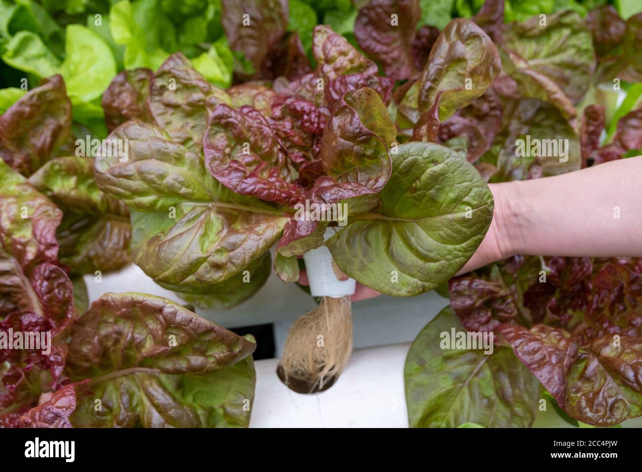 Hydroponic red oak leaf lettuce in vegetable farm Stock Photo - Alamy