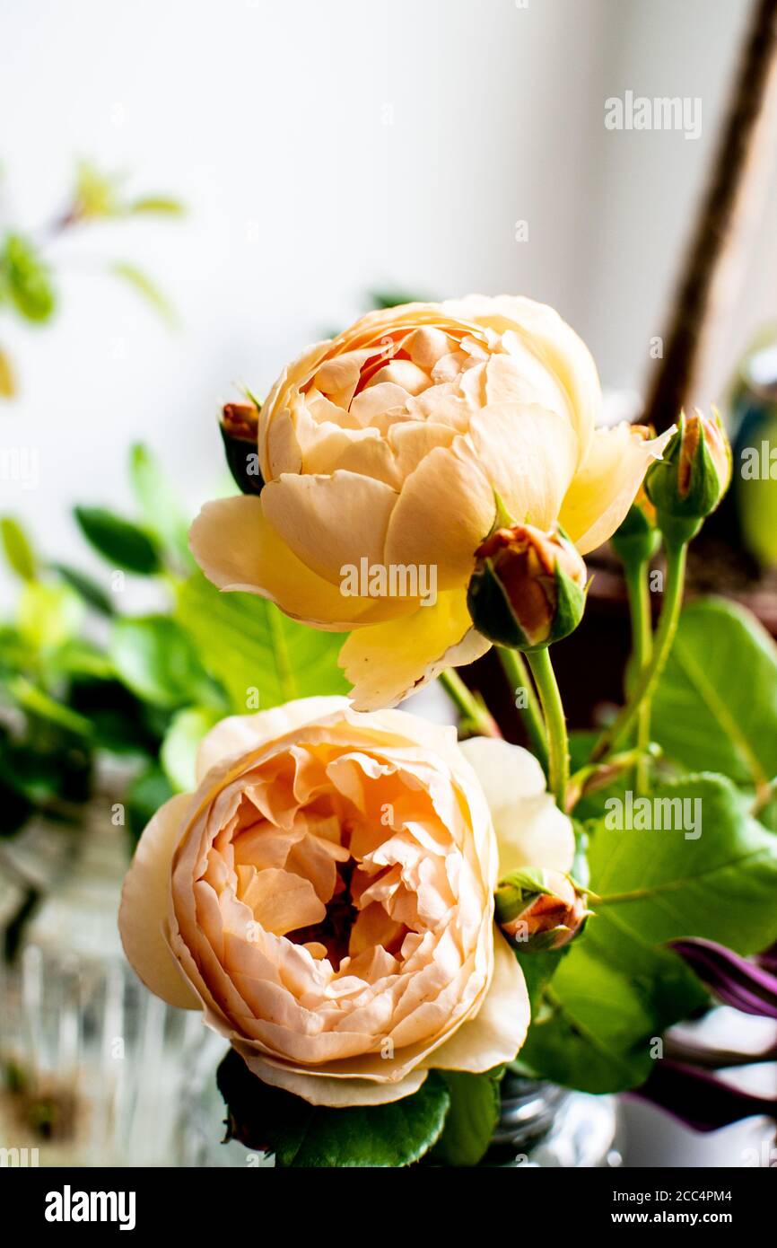 British Garden during the summer in London Stock Photo - Alamy