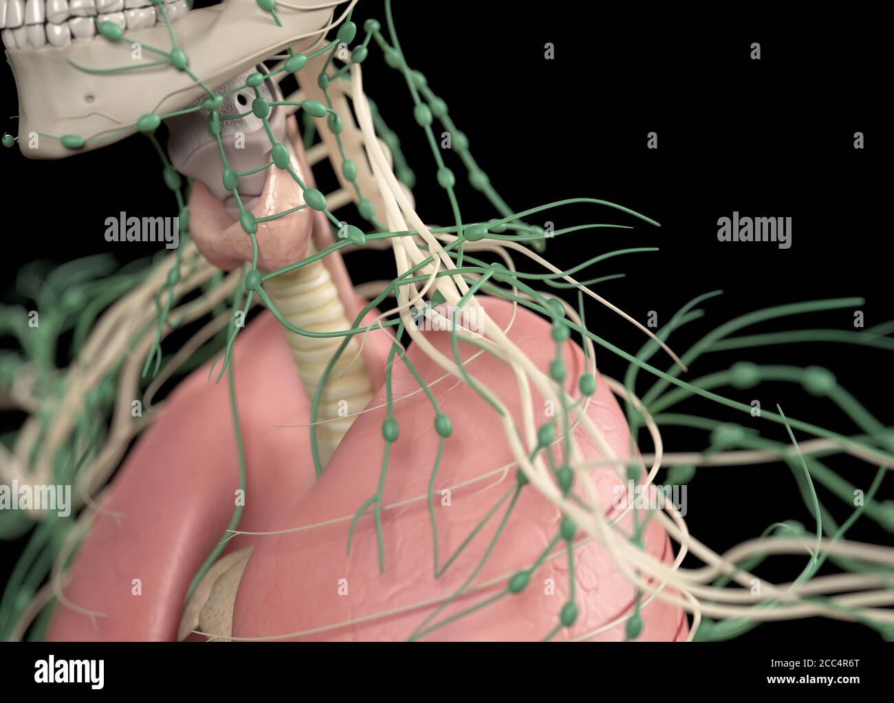 Anatomy illustration of lymph system. 3d illustration Stock Photo - Alamy