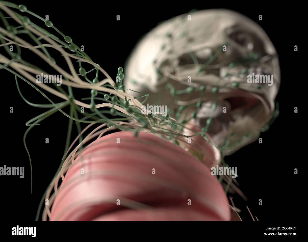 Anatomy illustration of lymph system. 3d illustration Stock Photo - Alamy