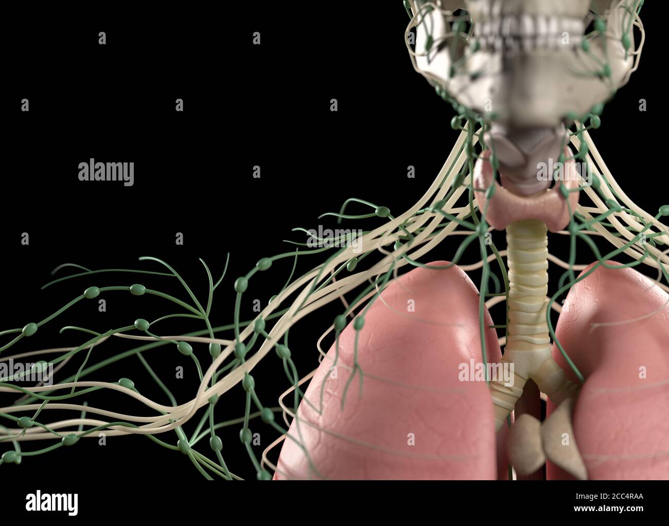Anatomy illustration of lymph system. 3d illustration Stock Photo - Alamy
