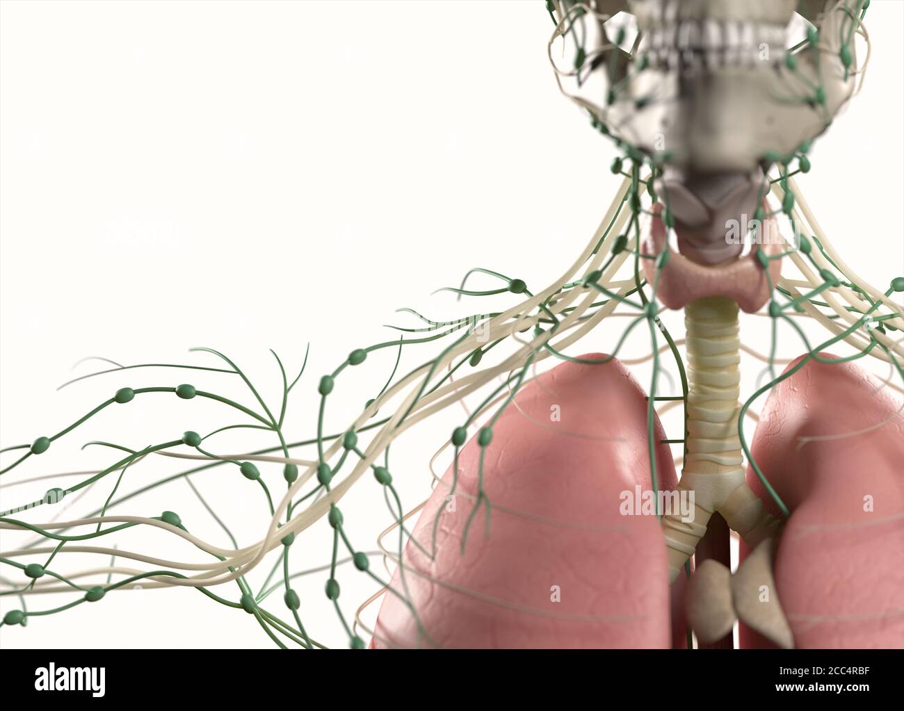 Anatomy illustration of lymph system. 3d illustration Stock Photo - Alamy