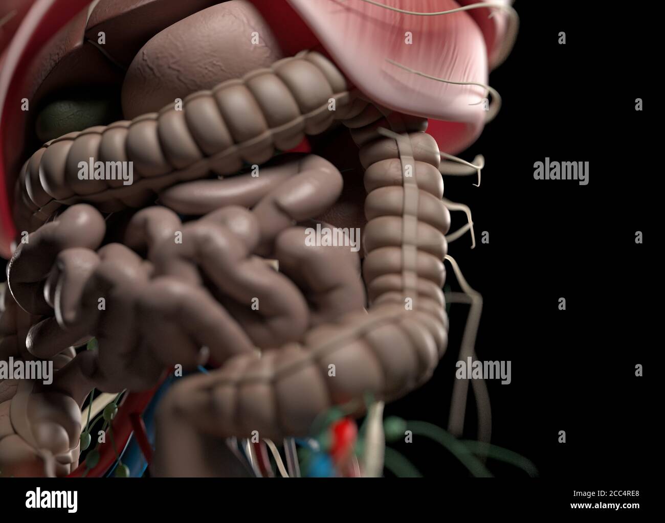 Human organs anatomy body illustration. Abdomen, intestines. vascular ...