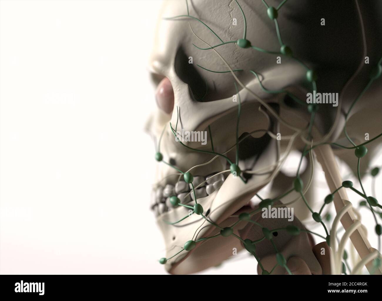 Anatomy illustration of lymph system. 3d illustration Stock Photo - Alamy