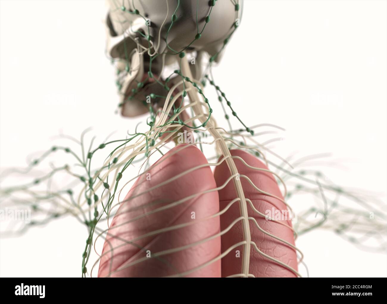 Anatomy illustration of lymph system. 3d illustration Stock Photo - Alamy