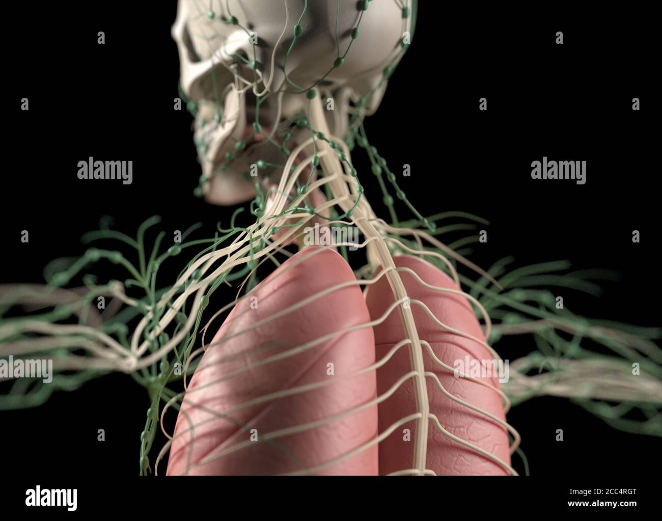 Inguinal Lymph Nodes High Resolution Stock Photography and Images - Alamy