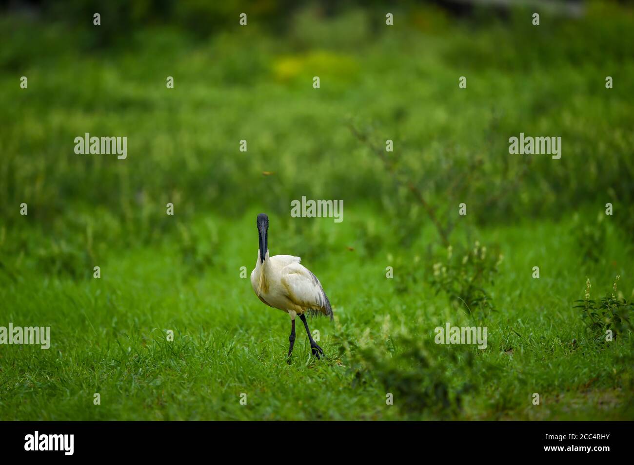 Front View of Black headed ibis or black necked ibis in green ...