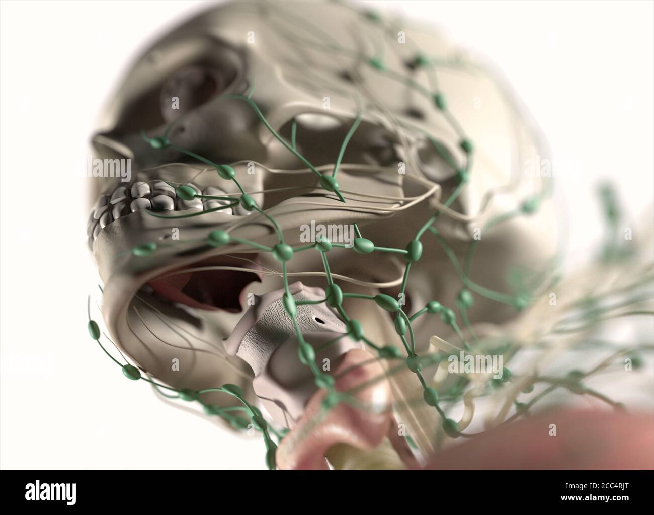 Anatomy illustration of lymph system. 3d illustration Stock Photo - Alamy