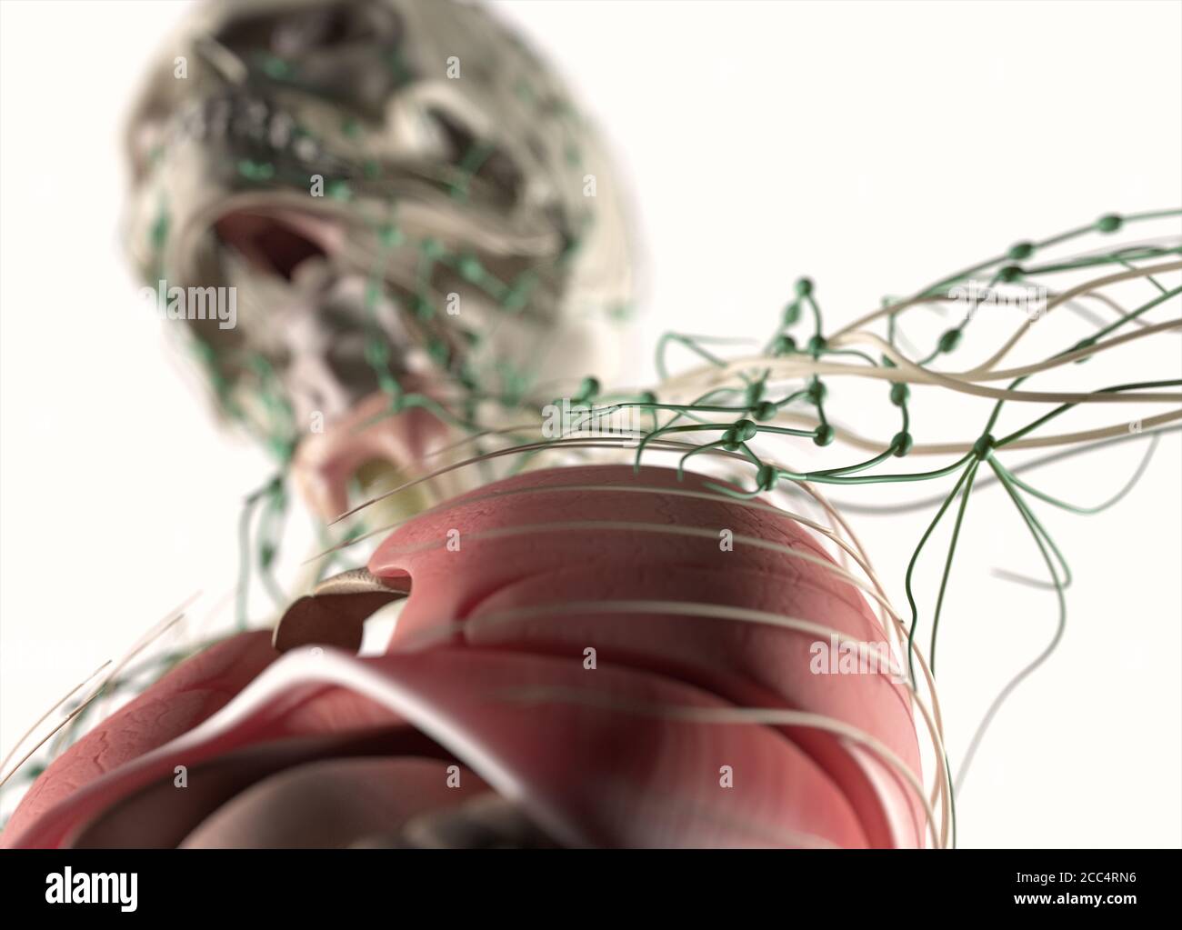 Anatomy illustration of lymph system. 3d illustration Stock Photo - Alamy