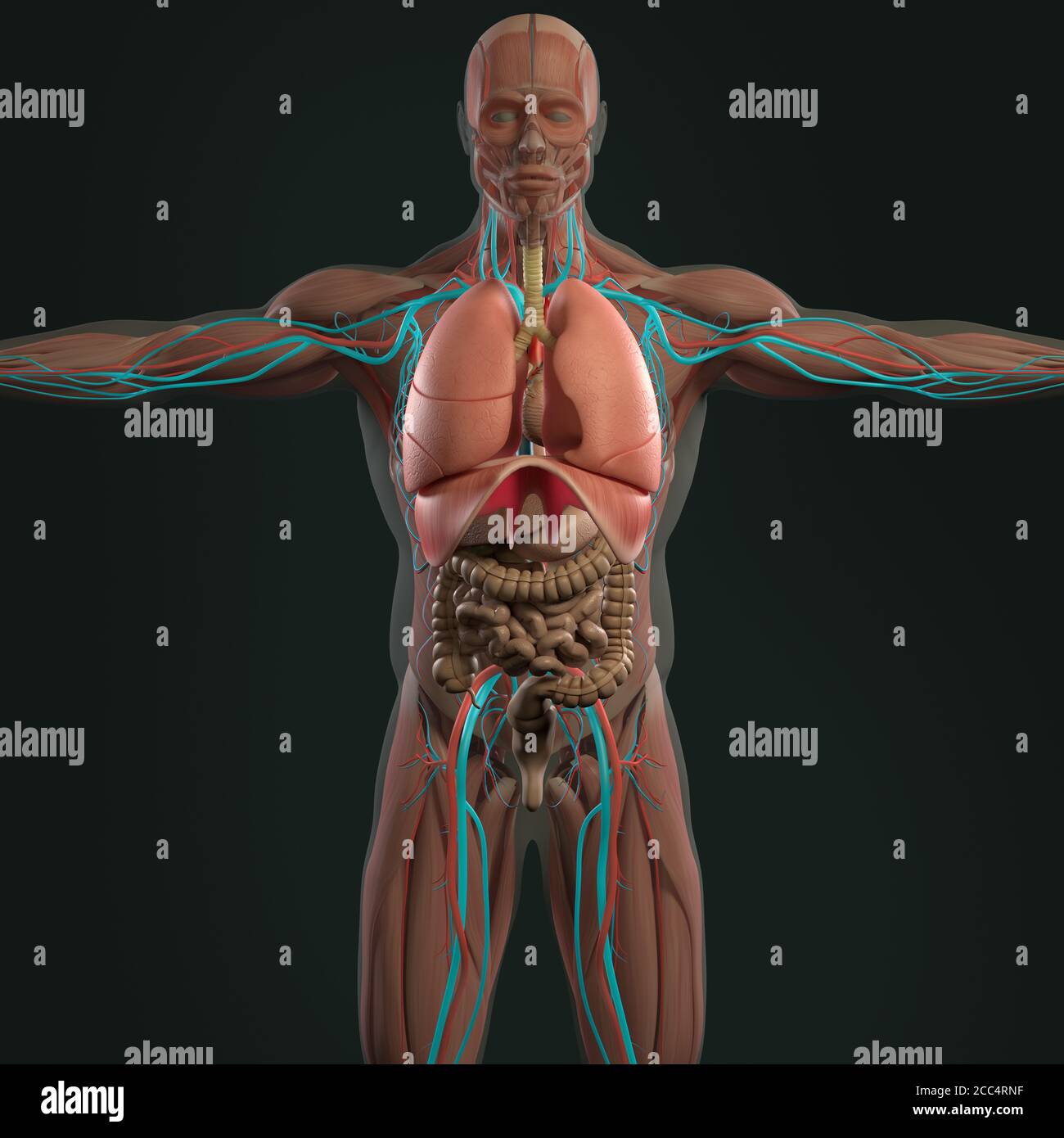 Human anatomy illustration of lungs inside body Stock Photo - Alamy