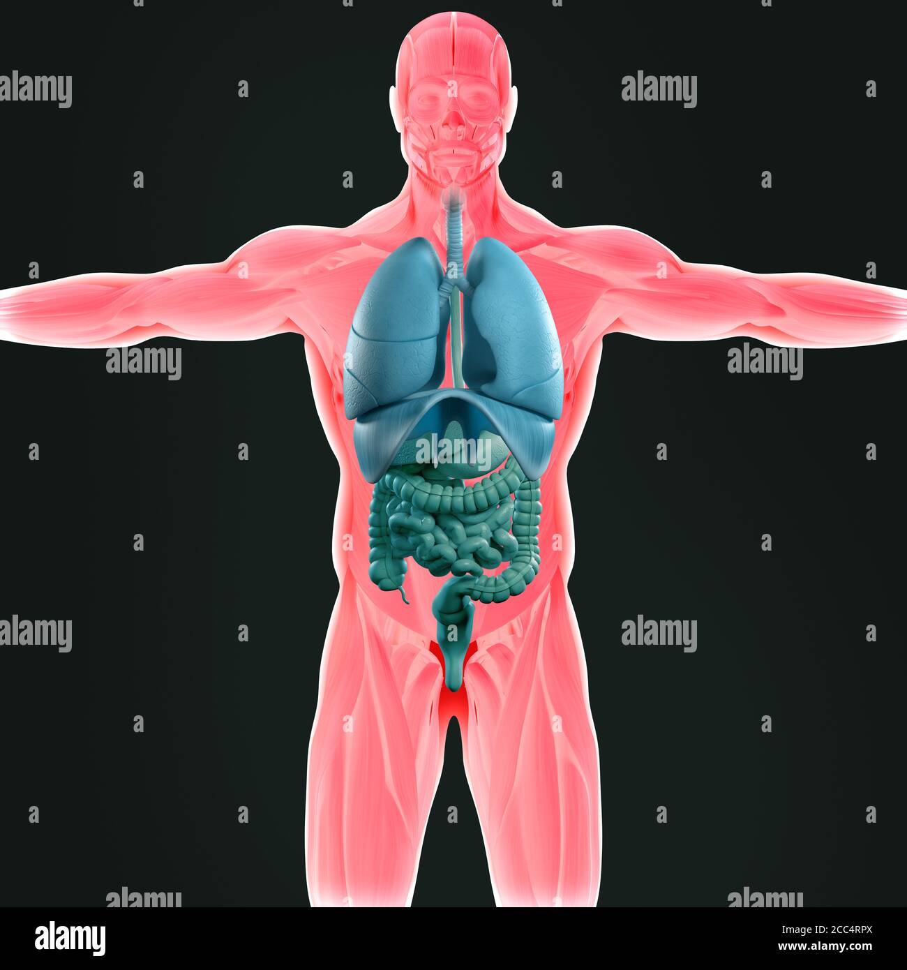 Human anatomy illustration of lungs inside body Stock Photo - Alamy