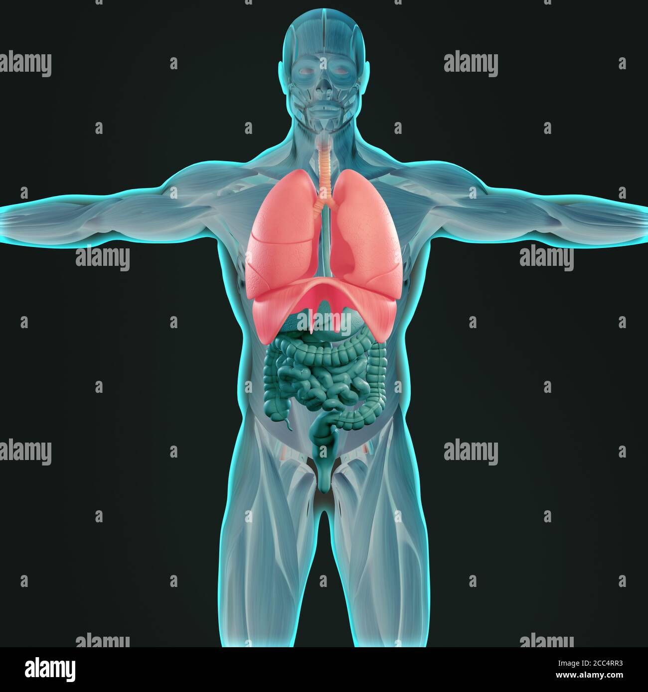 Human anatomy illustration of lungs inside body Stock Photo - Alamy