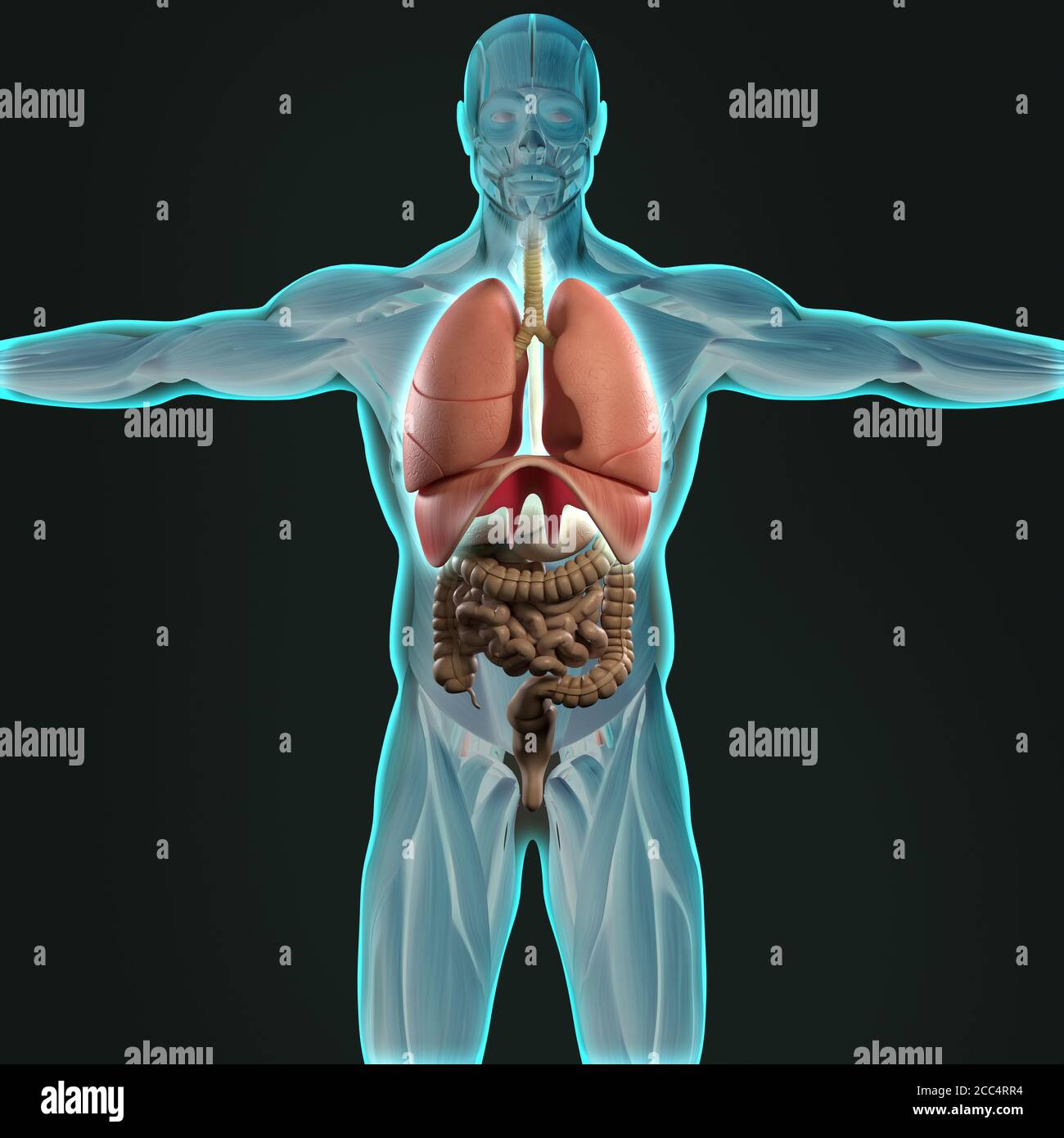Human anatomy illustration of lungs inside body Stock Photo - Alamy