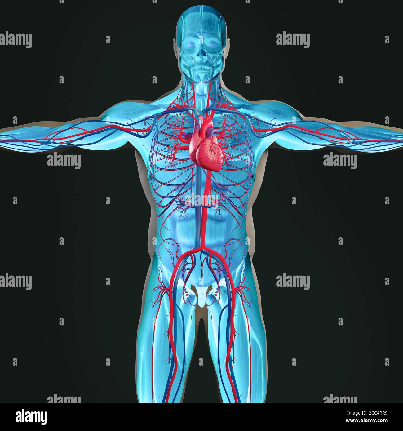 Anatomy illustration of human heart inside body. X-ray. 3d illustration ...