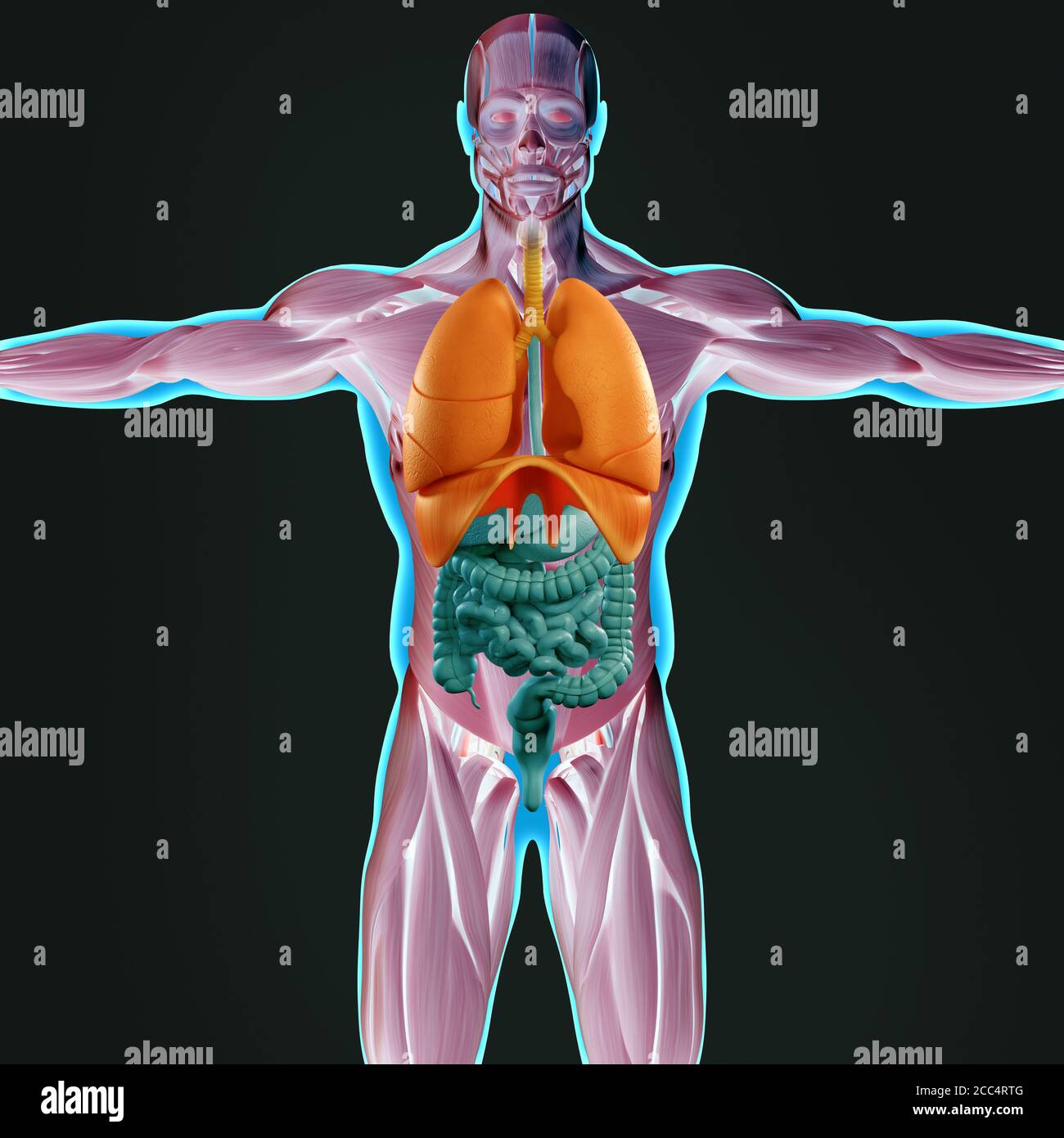 Human anatomy illustration of lungs inside body Stock Photo - Alamy