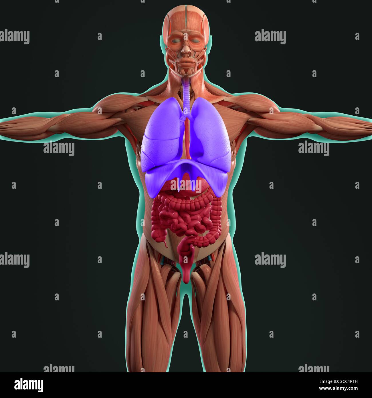 Human anatomy illustration of lungs inside body Stock Photo - Alamy