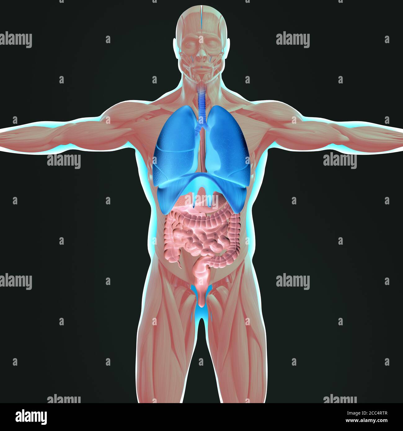 Human anatomy illustration of lungs inside body Stock Photo - Alamy