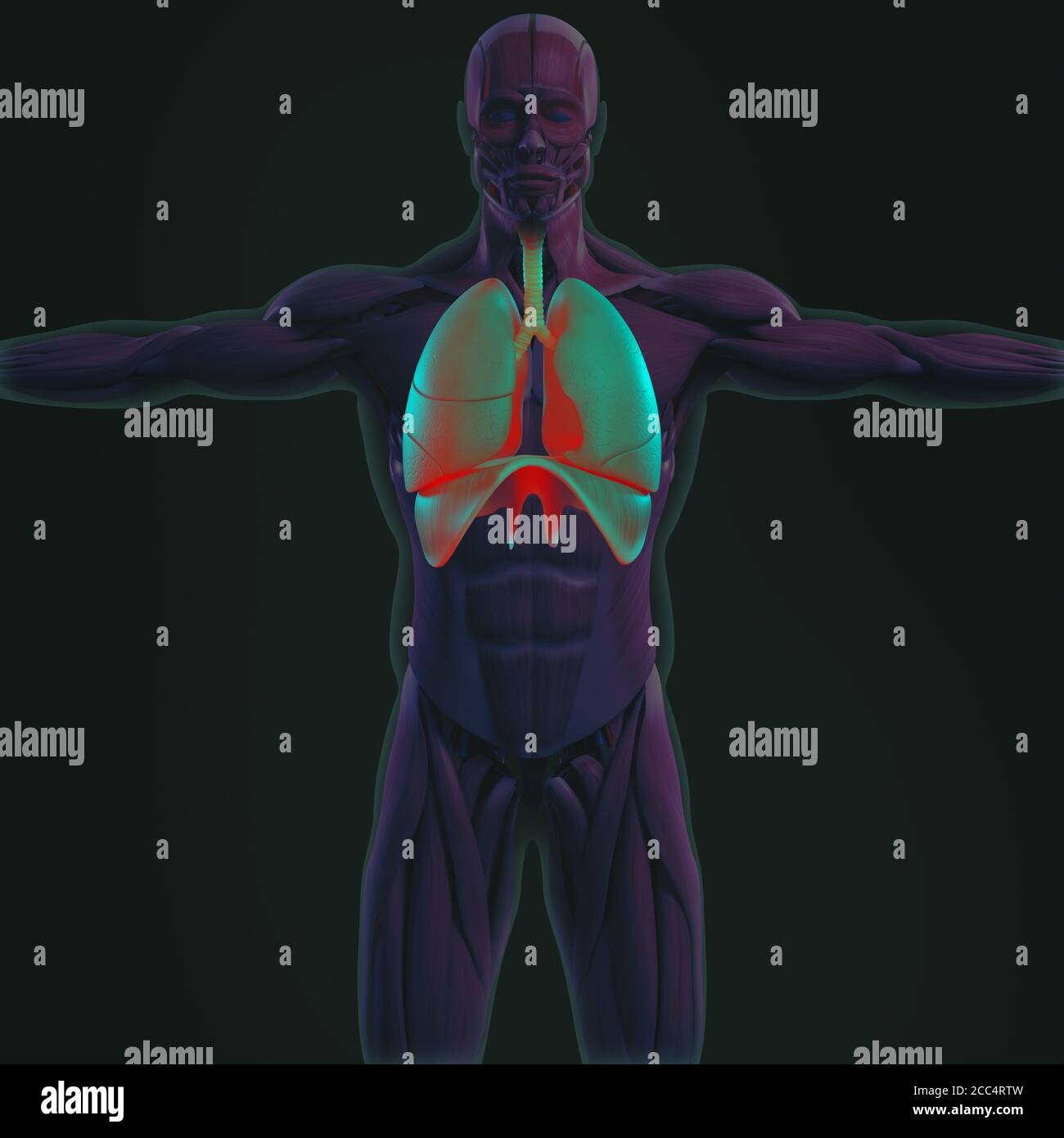 Human anatomy illustration of lungs inside body Stock Photo - Alamy