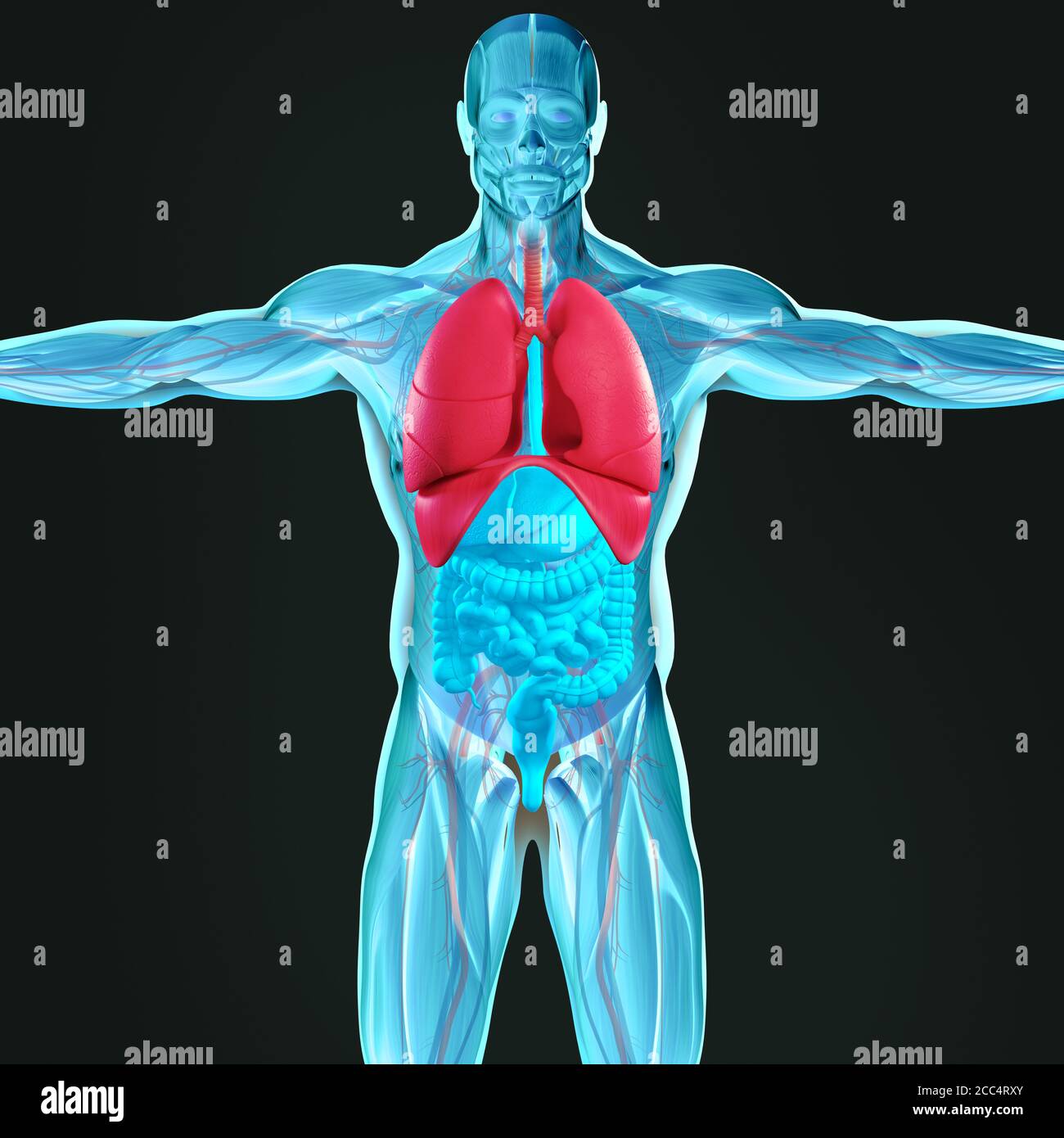 Human anatomy illustration of lungs inside body Stock Photo - Alamy