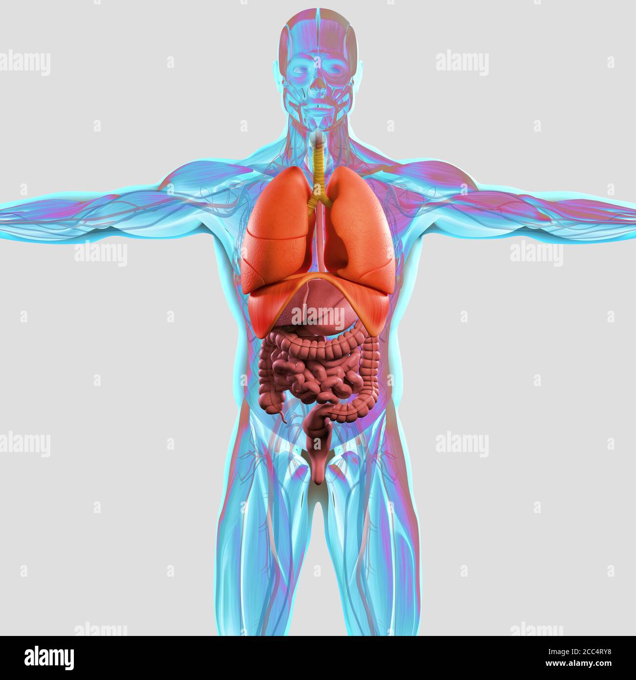 Human anatomy illustration of lungs inside body Stock Photo - Alamy